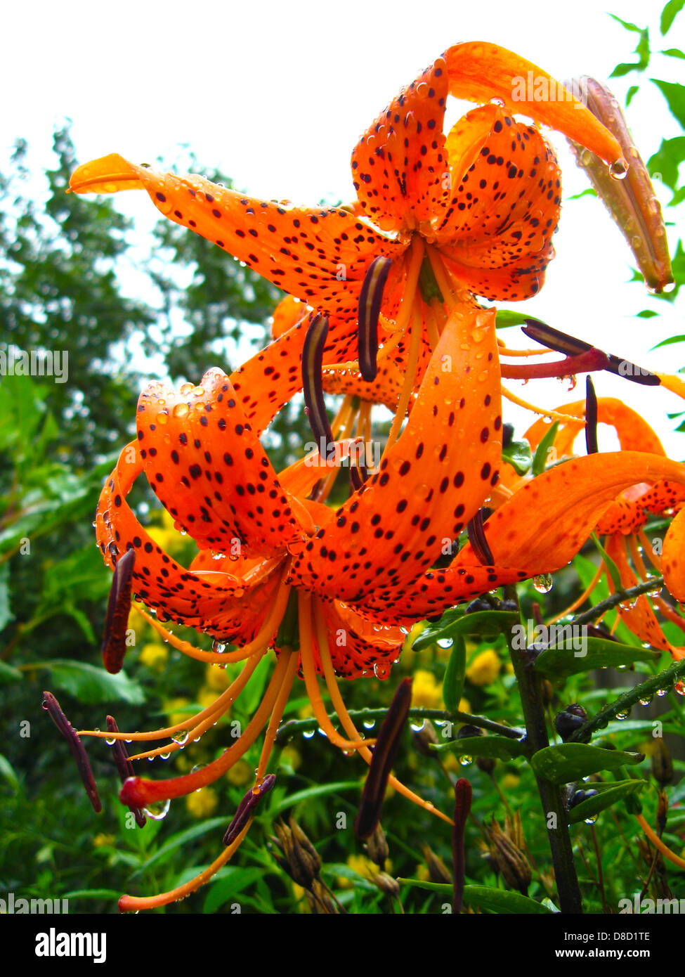 drops of water on the redheaded lilies after a rain Stock Photo - Alamy