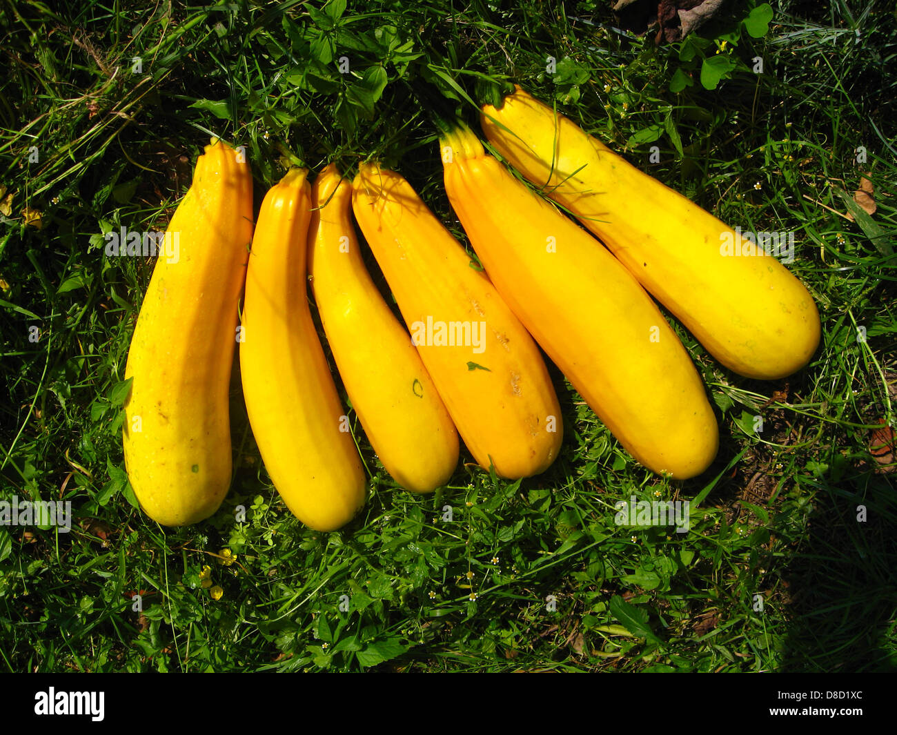 harvest of yellow squashes on the grass Stock Photo - Alamy