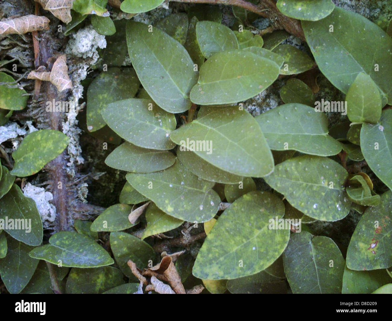 A collection of green leaves scattered across the ground, showcasing ...