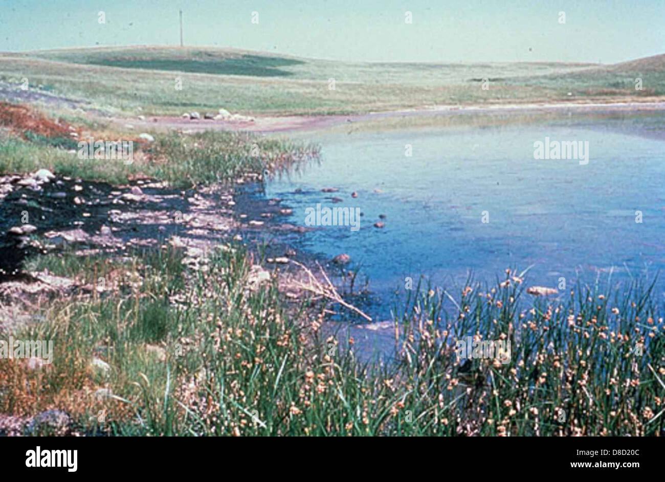 An environmental image showing an oil spill affecting a wetland area ...