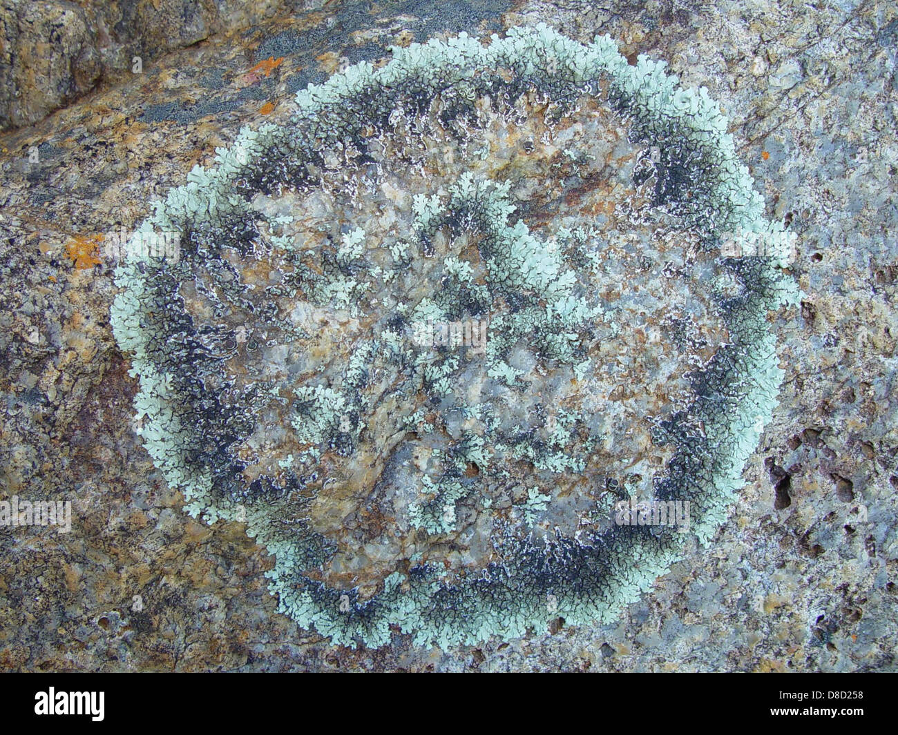 Lichen grows on the surface of a piece of granite rock, forming ...