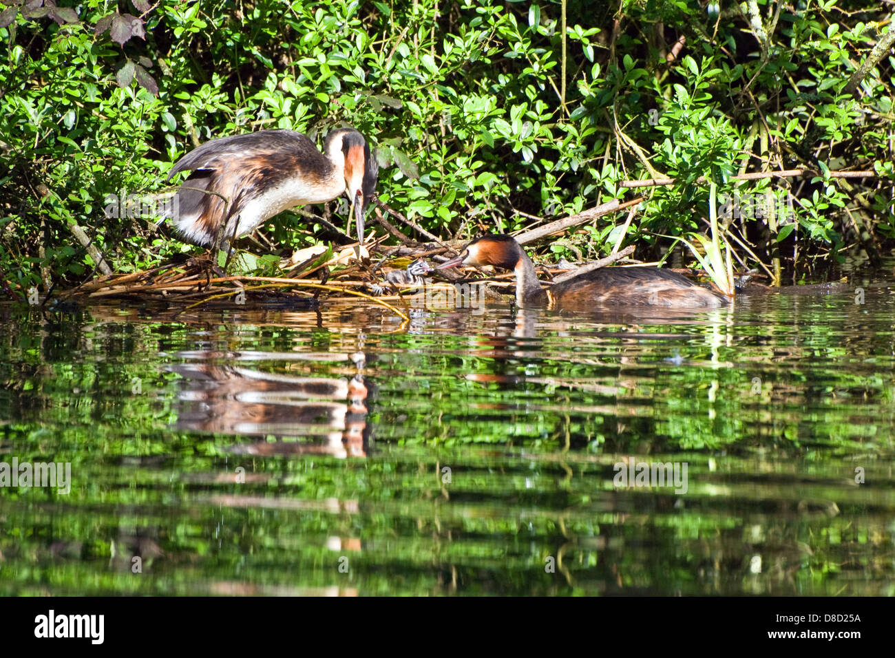 Great Crested Grebe at nest with chick and eggs Stock Photo - Alamy