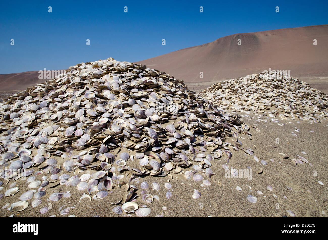 Paracas National Reserve. Peru. Deposits of seashells in the desert ...