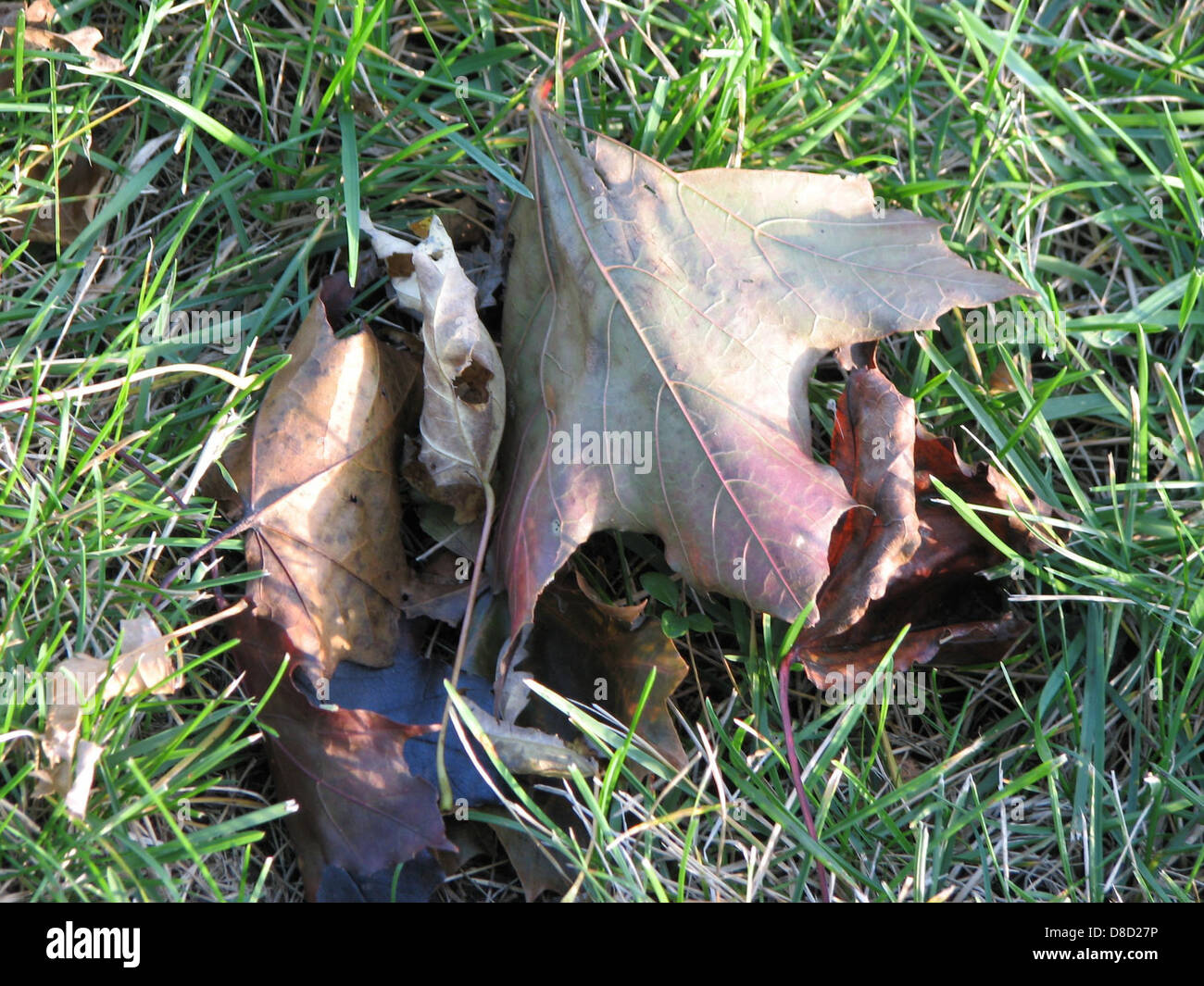 Old dead leaves scattered on grass show the natural decomposition ...