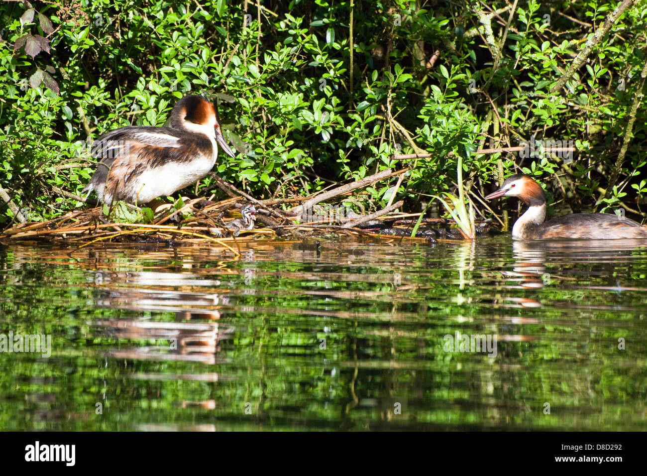 Great Crested Grebe at nest with chick and eggs Stock Photo - Alamy