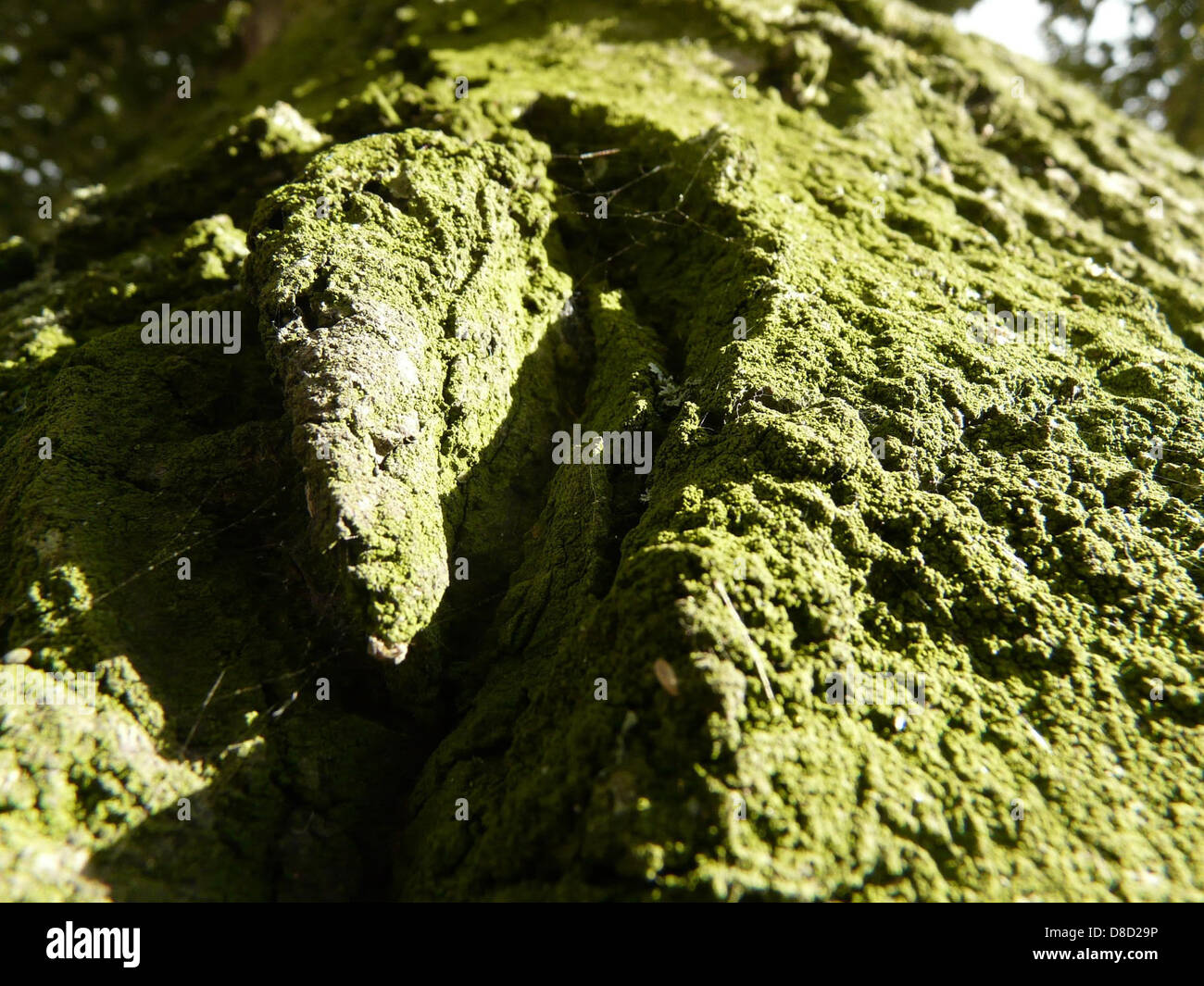 The rough, green grunge texture of old tree bark showcases the natural ...
