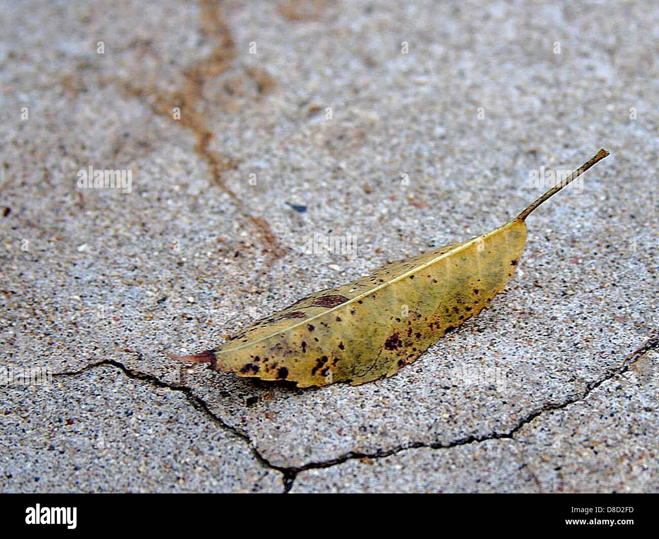 Old leaf on rock Stock Photo - Alamy