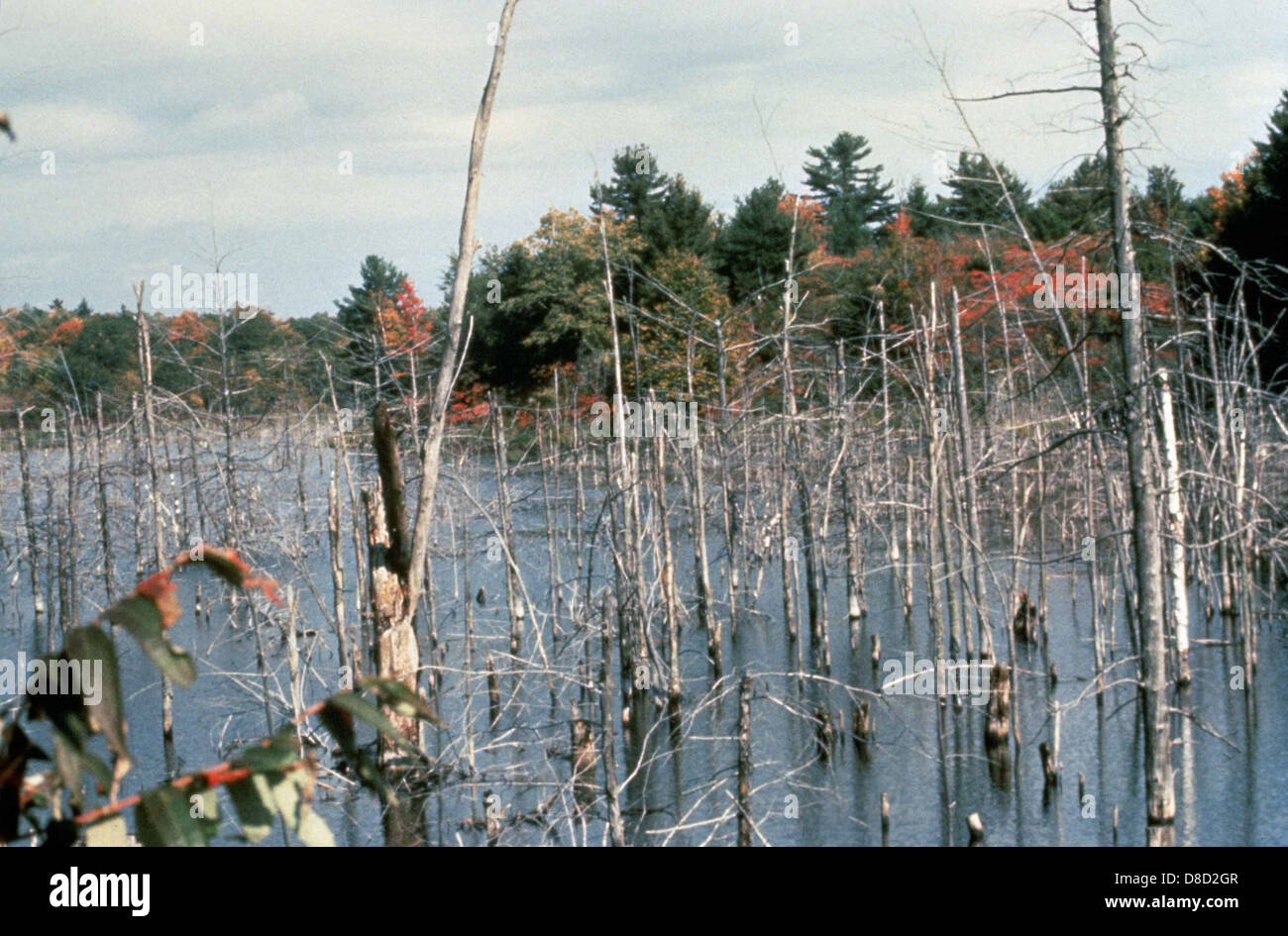 A collection of old, rotting trees lying in water, partially submerged ...