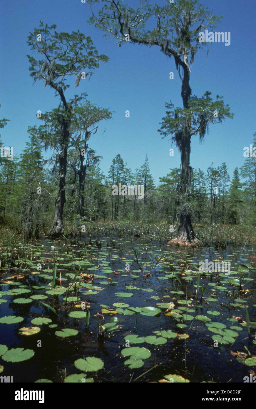 Ancient trees stand in a swamp, surrounded by dense vegetation. The ...
