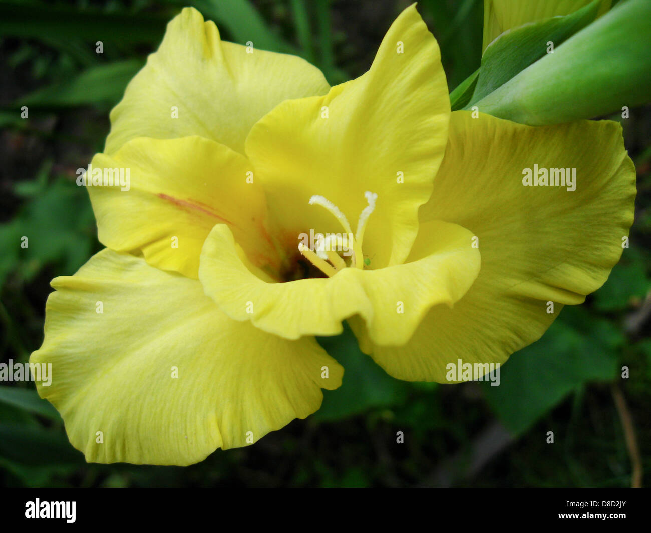 the big and beautiful flower of yellow gladiolus Stock Photo - Alamy