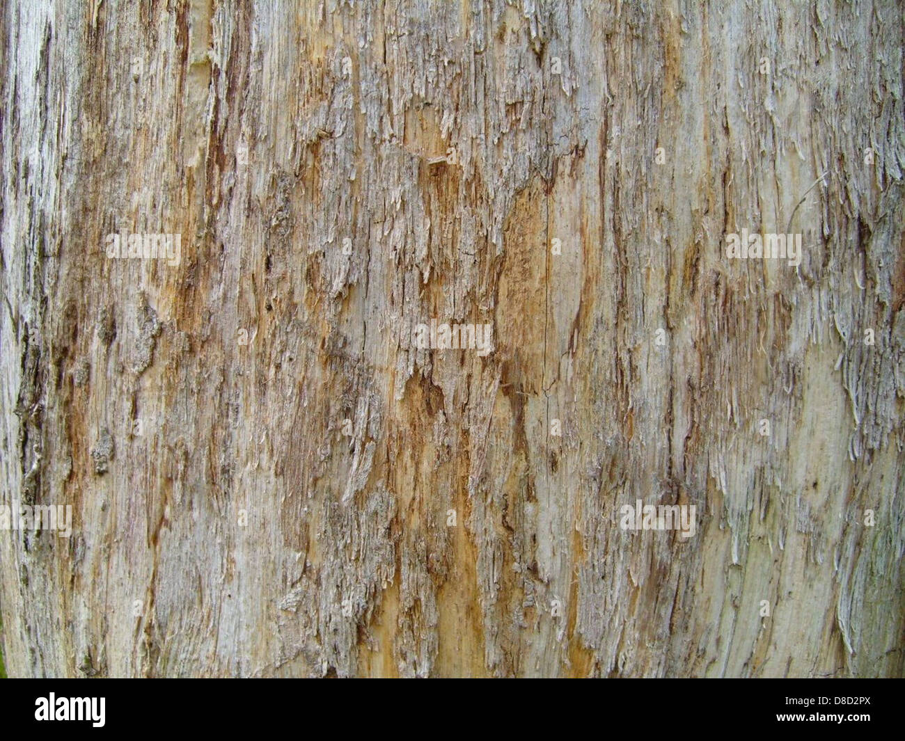 Old wood tree trunk closeup Stock Photo - Alamy