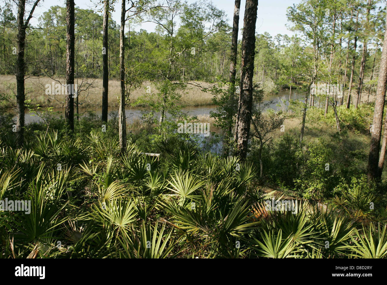 One of the beautiful scenes from swamp Stock Photo - Alamy