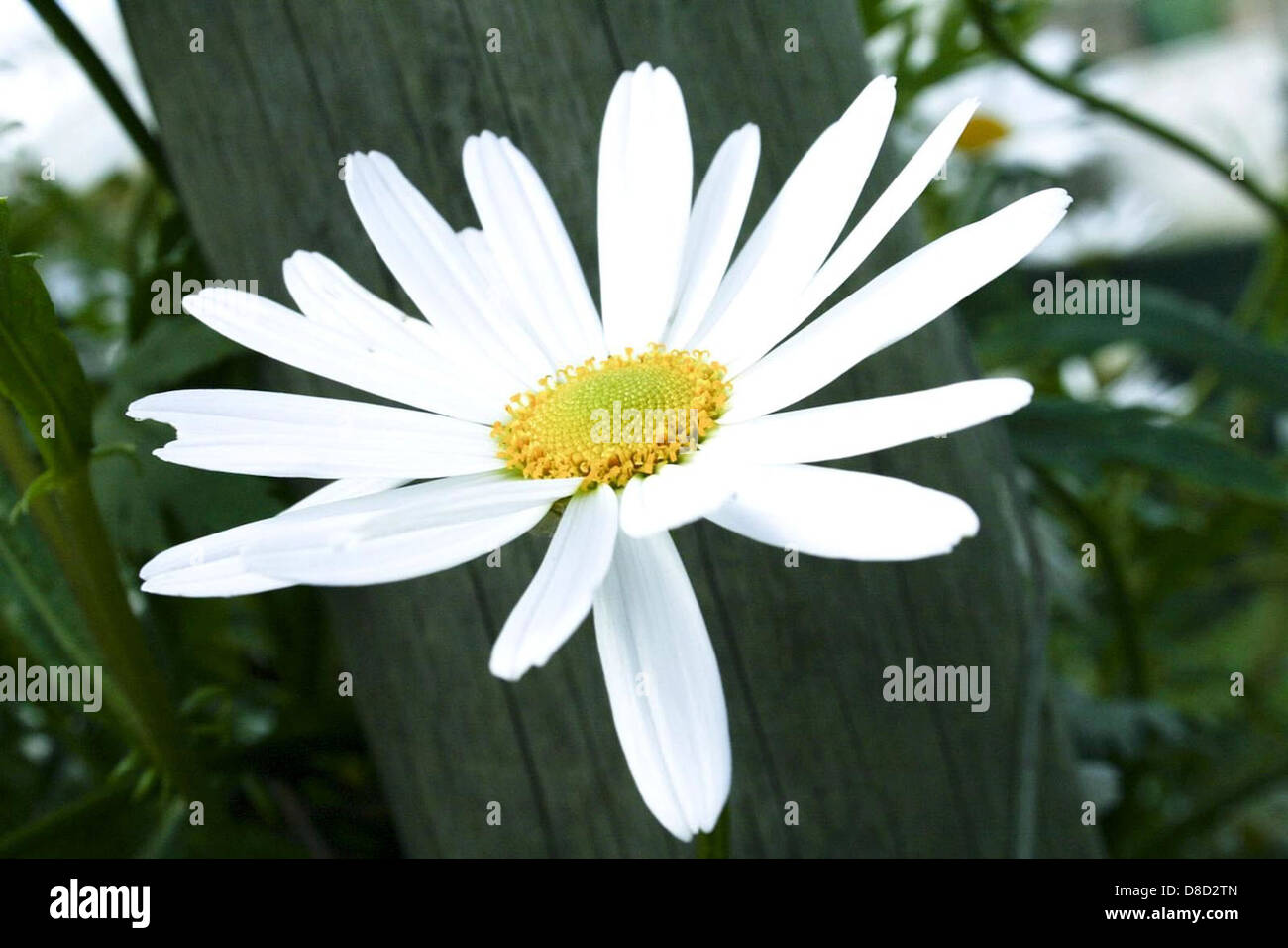 Opened white flower Stock Photo - Alamy