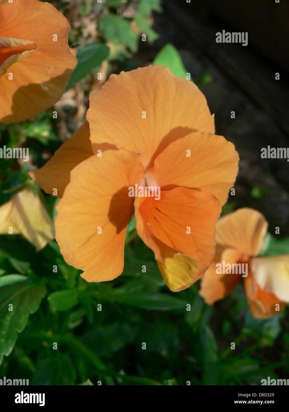 Vibrant orange eye stands hi-res stock photography and images - Alamy