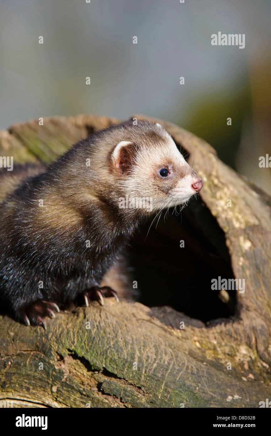 european polecat, mustela putorius, celle, niedersachsen, germany Stock ...