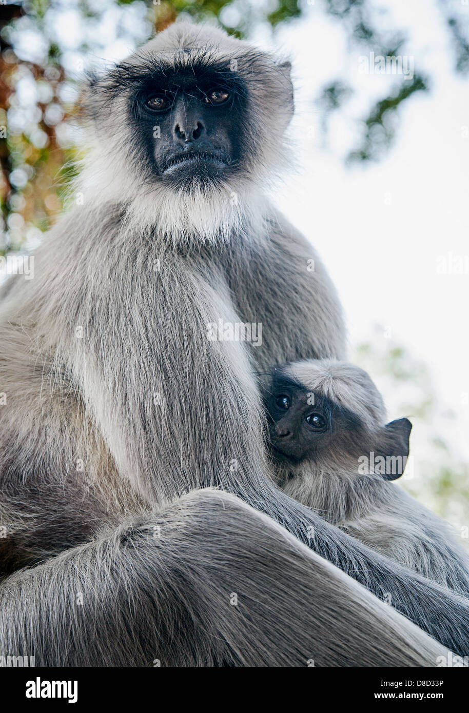 Gray langur monkey mother and infant seated on a wall; mother looks ...