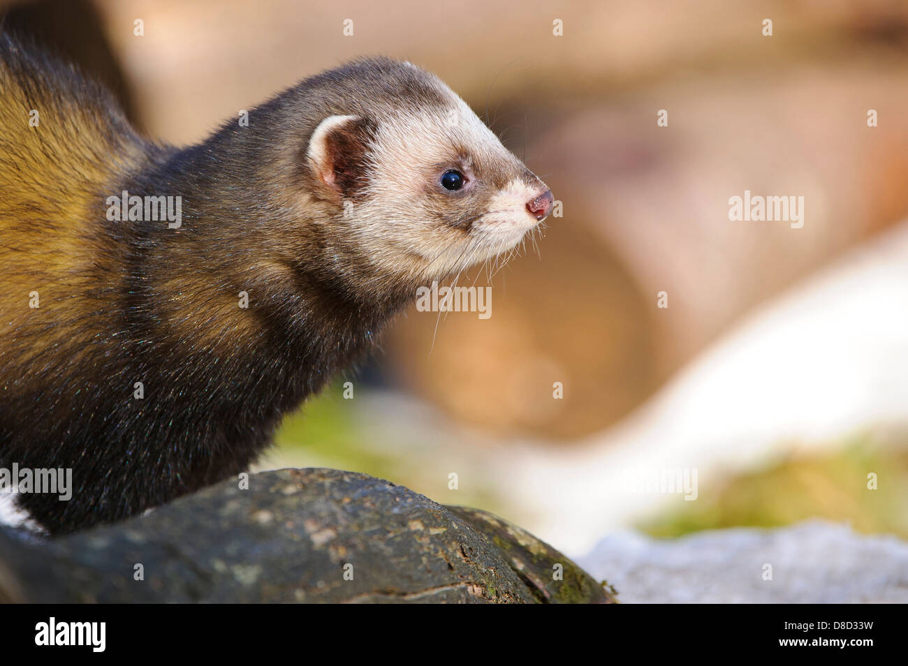 Polecat in winter hi-res stock photography and images - Alamy