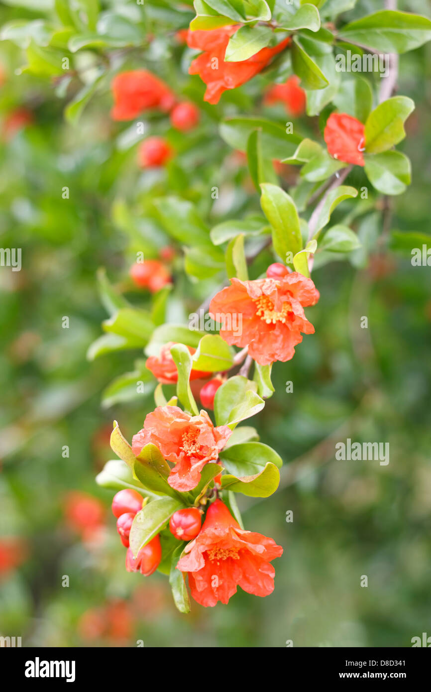 Pomegranate blossom hi-res stock photography and images - Alamy