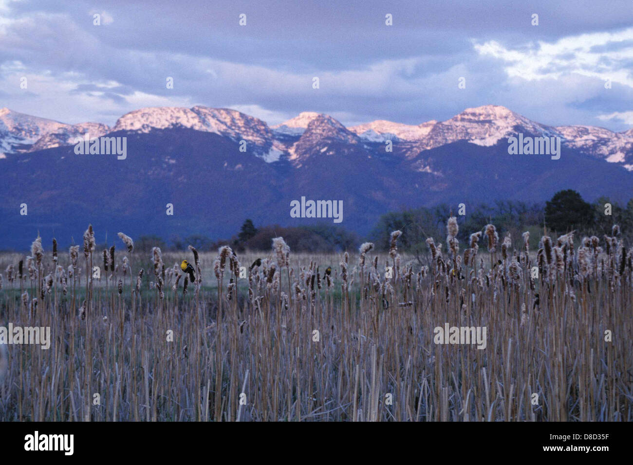 Pablo national wildlife refuge Stock Photo - Alamy