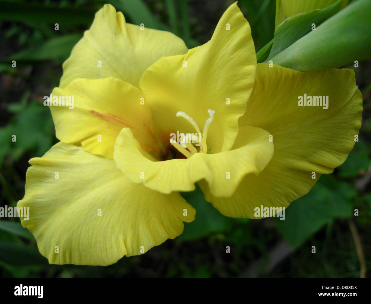 a beautiful flower of yellow gladiolus Stock Photo - Alamy