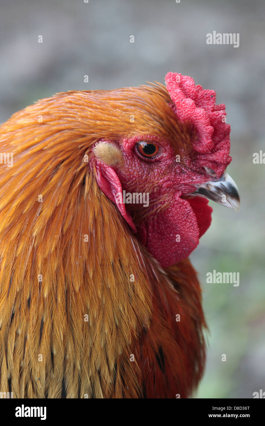 Cockbird hi-res stock photography and images - Alamy