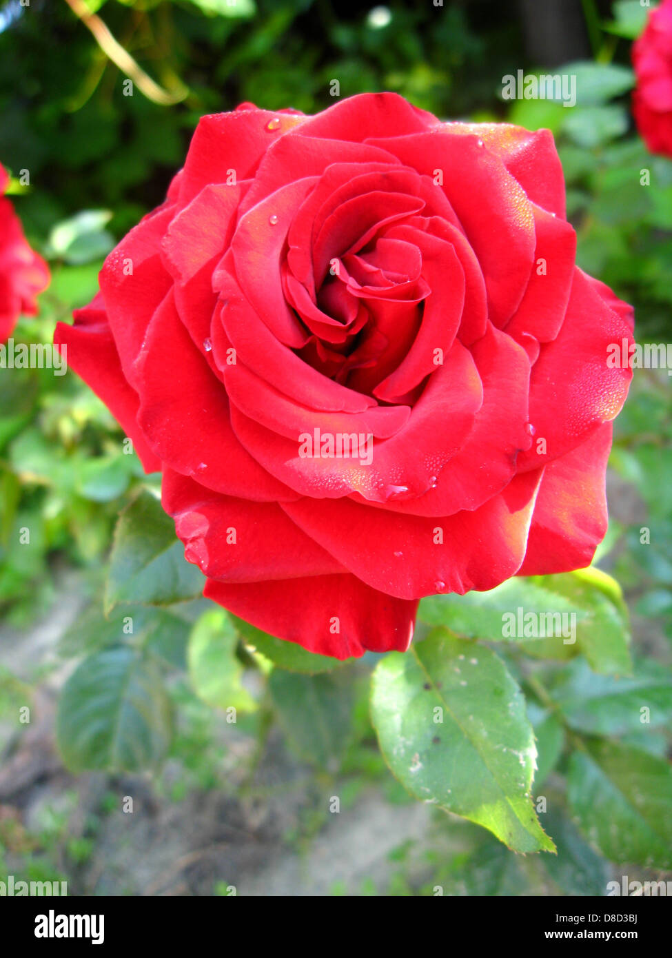 a beautiful flower of gentle red rose Stock Photo - Alamy
