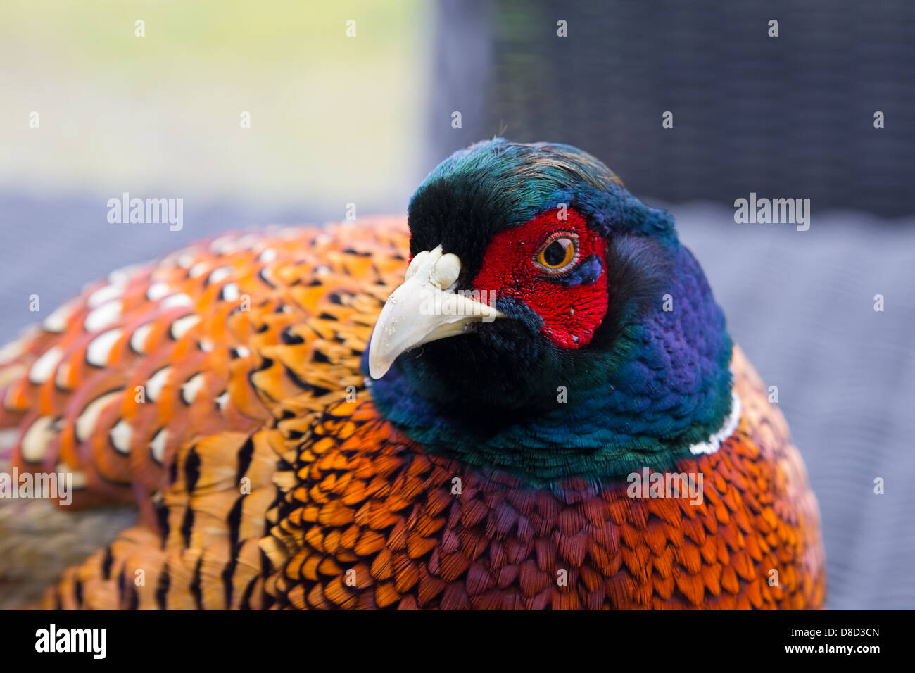 Rooster pheasant hi-res stock photography and images - Alamy