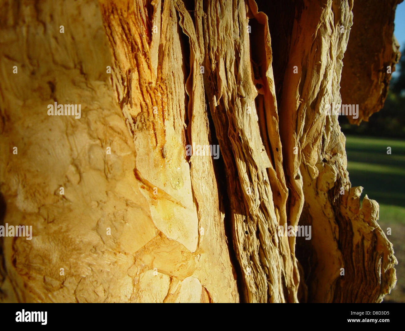 A close-up of paperbark tree bark, displaying its unique and rough ...