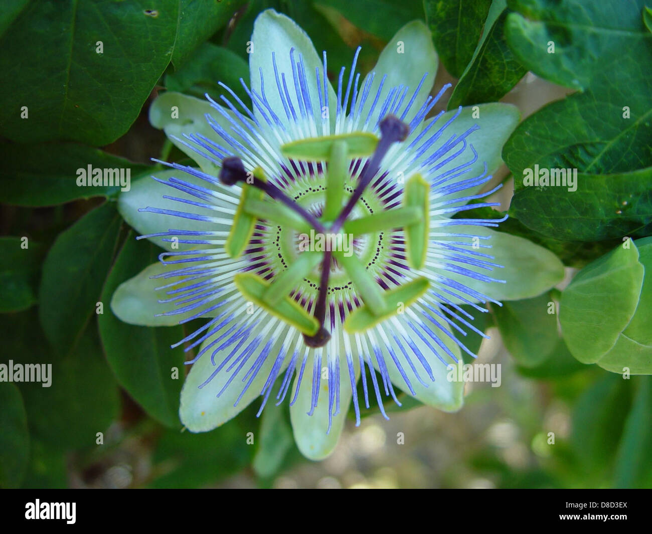 The passionfruit flower displays intricate petals and vibrant colors ...