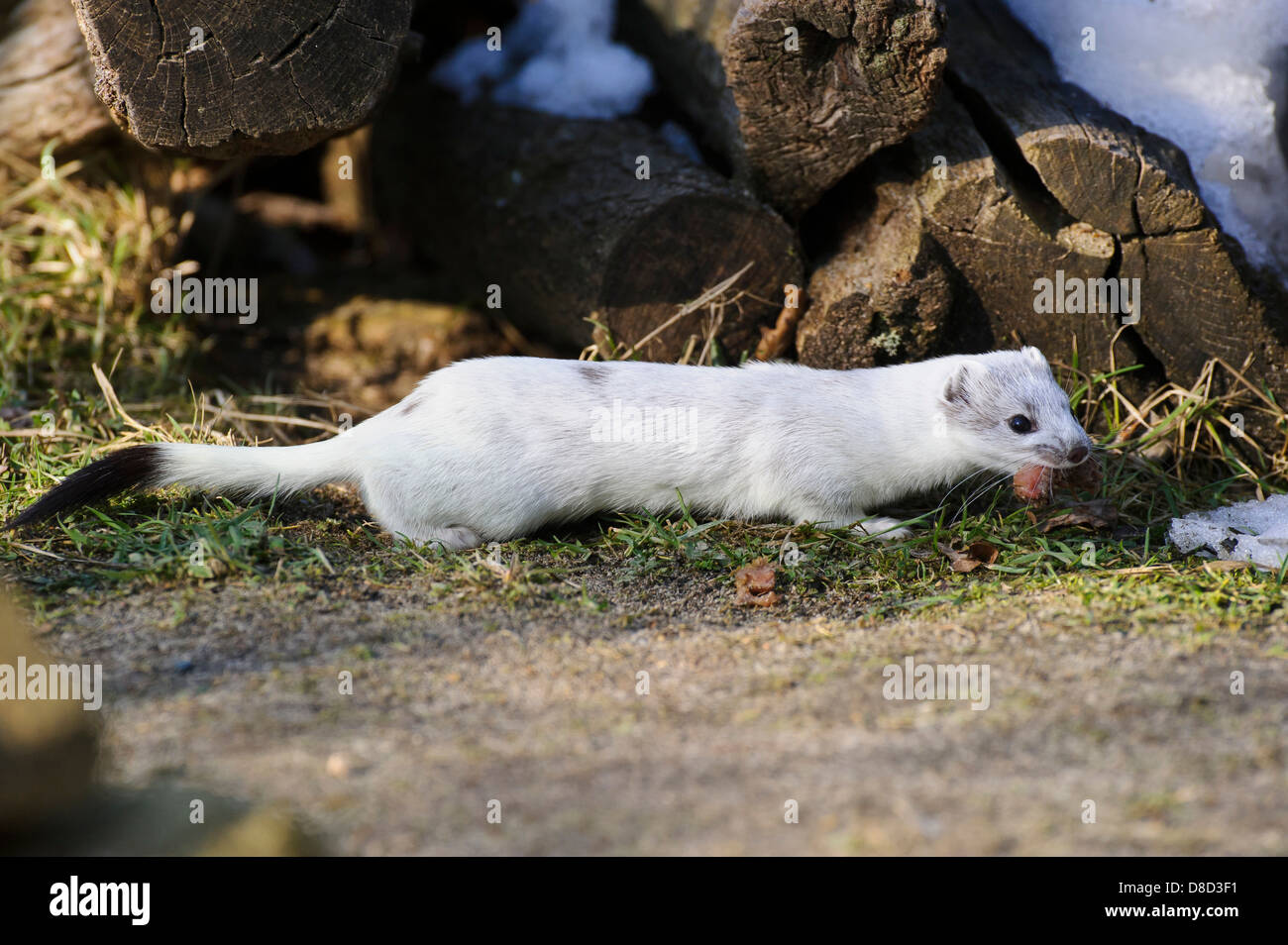 White Stoat