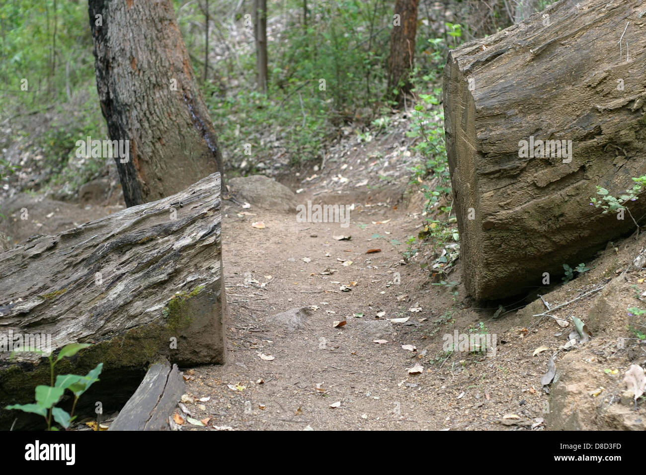 Path cut through log porongurup Stock Photo - Alamy