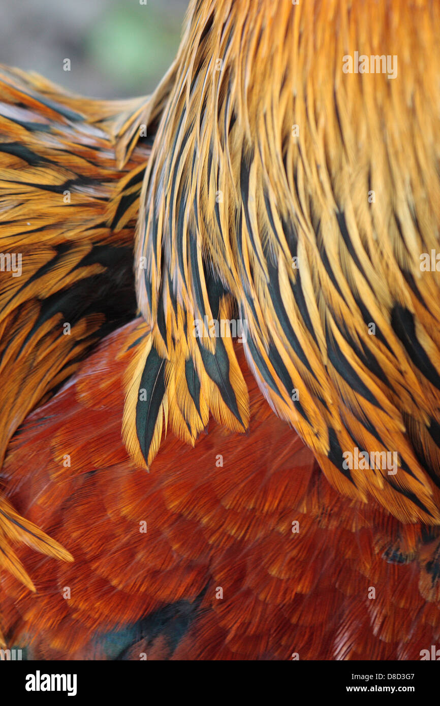 Cockbird hi-res stock photography and images - Alamy