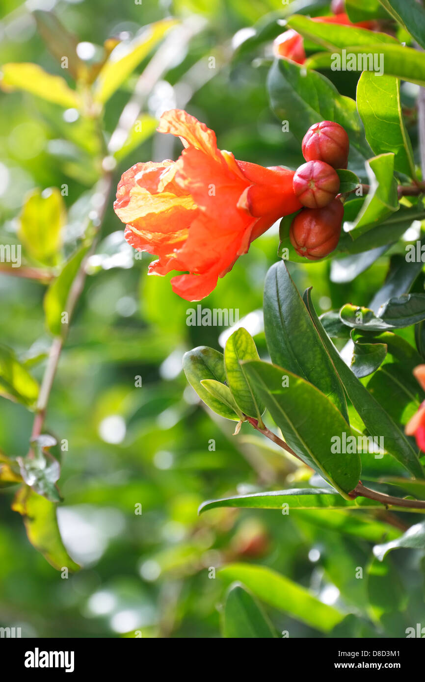 Pomegranate blossom hi-res stock photography and images - Alamy