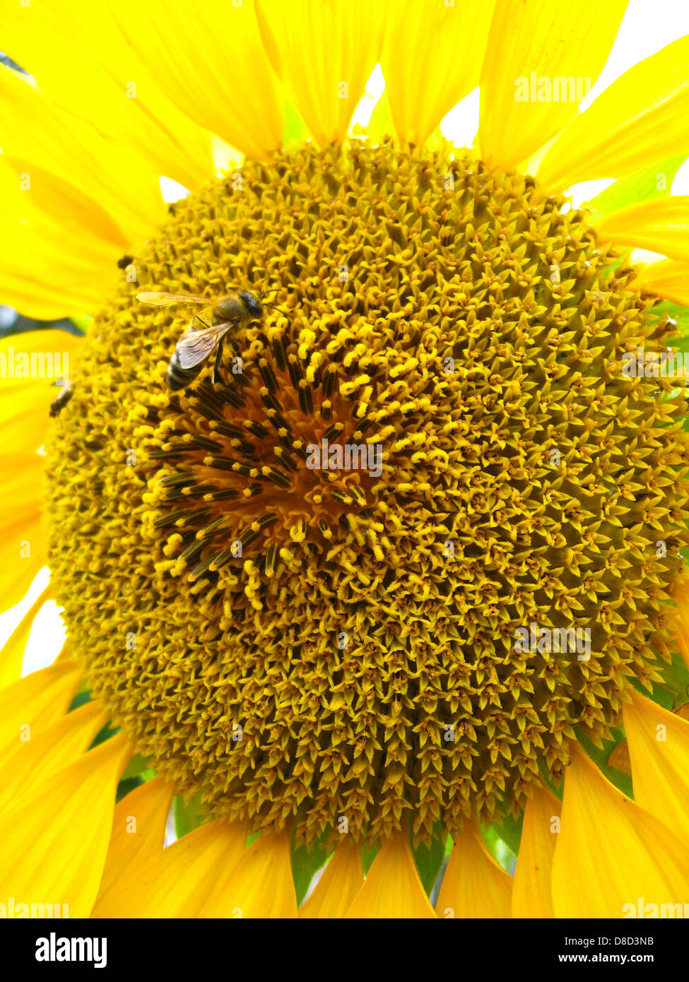 Beautiful little bee on hi-res stock photography and images - Alamy