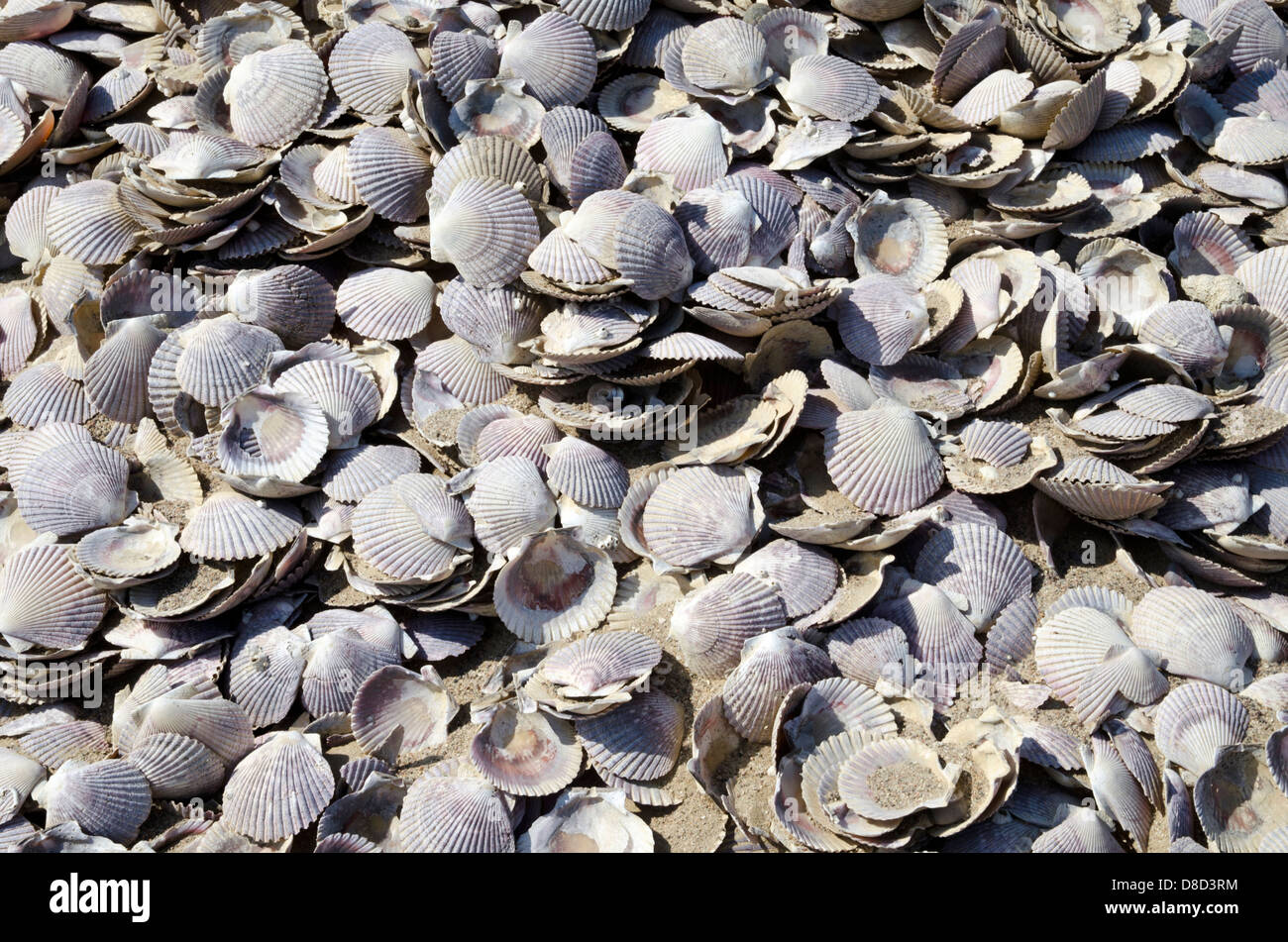 Desert seashells hi-res stock photography and images - Alamy