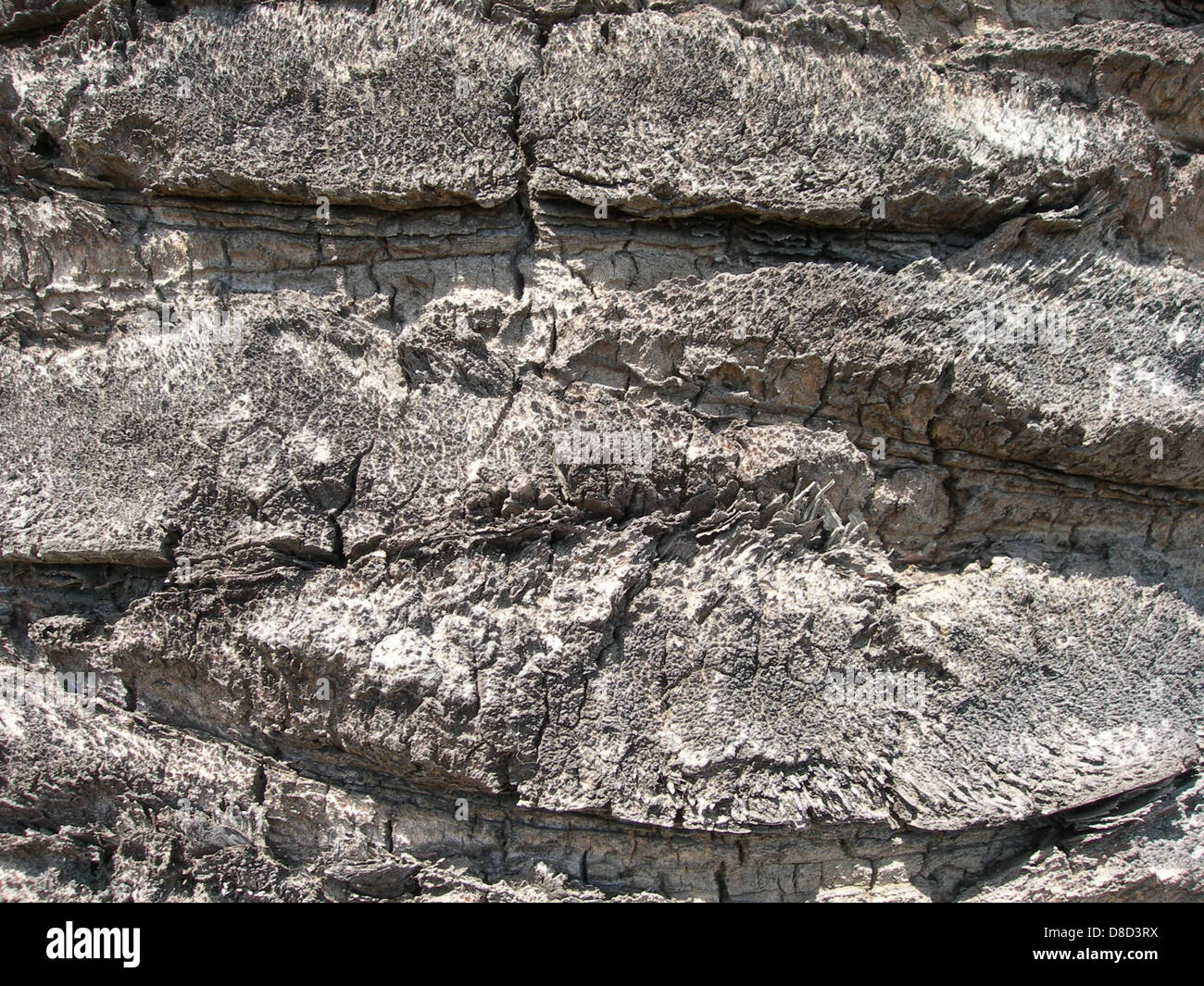 A close-up of an old grey palm tree trunk, displaying a detailed ...