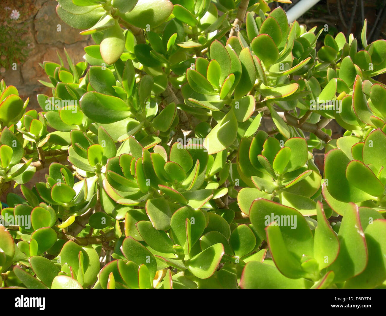 Leaves of a penny tree, known for their unique, rounded shape and ...