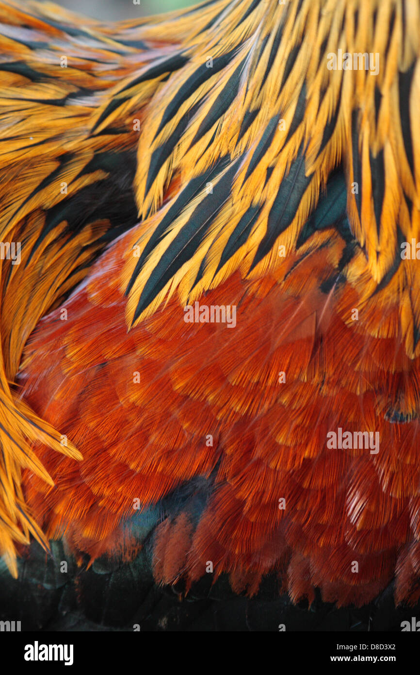 Cockbird hi-res stock photography and images - Alamy