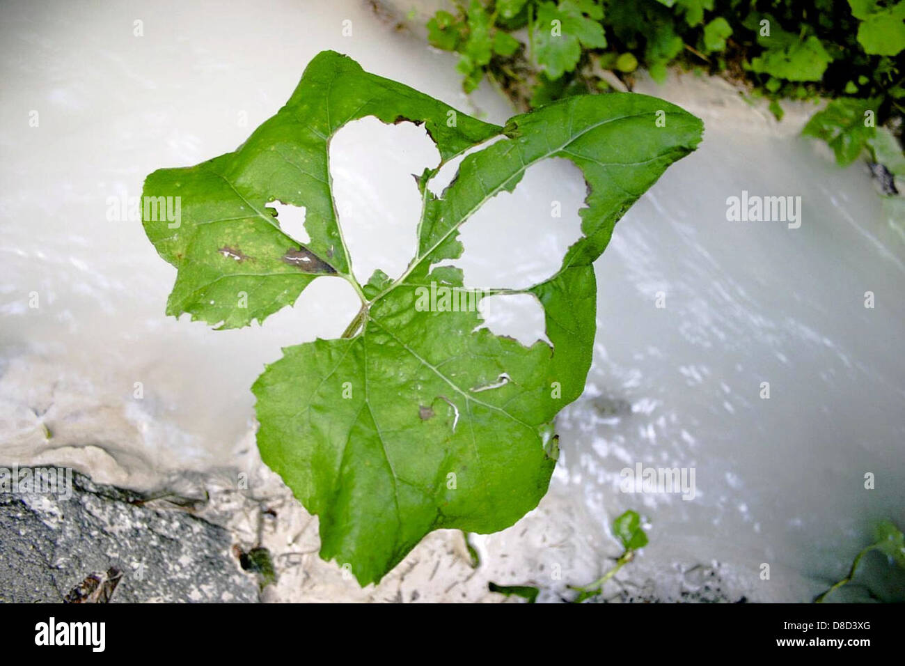 A close-up of a green leaf with natural perforations, showing the ...
