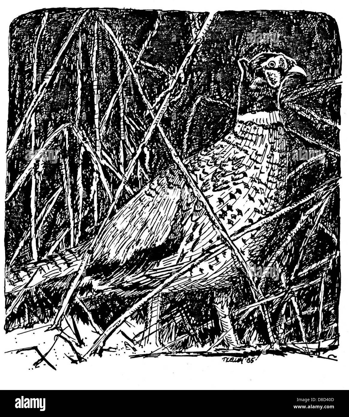 A line art illustration of a pheasant rooster, belonging to the ...