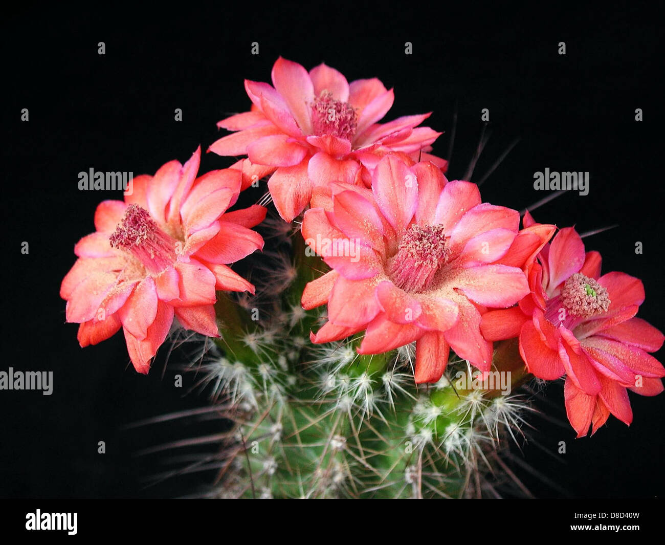 Surface showcases intricate textures hi-res stock photography and ...