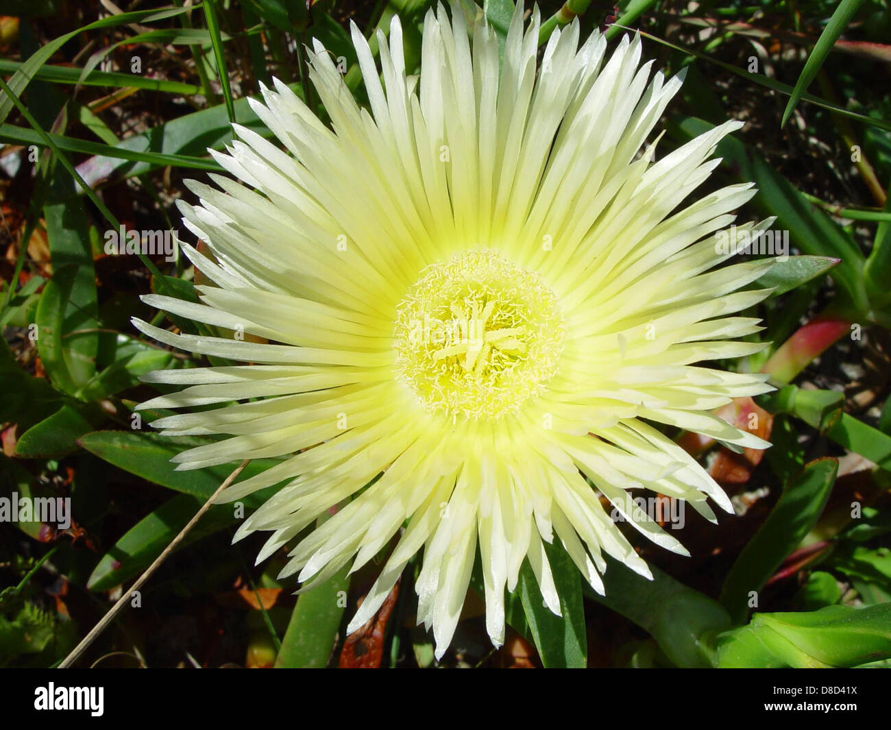 The Pigface flower, also known as Carpobrotus edulis, is a succulent ...