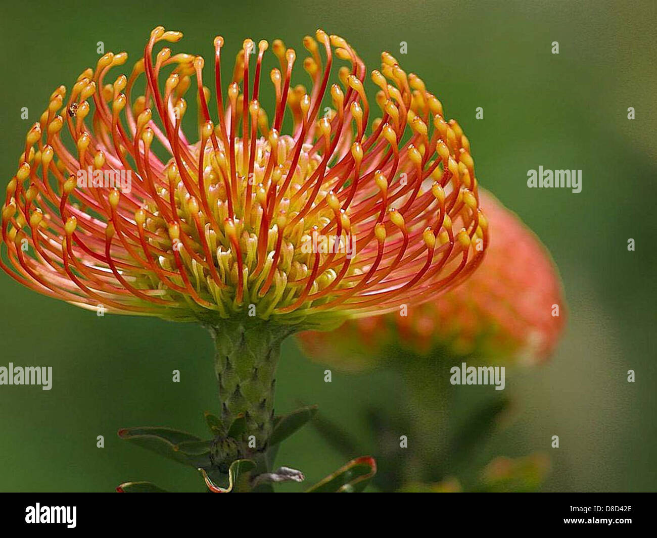 A Pincushion Protea flower with its striking, spiky petals and vibrant ...