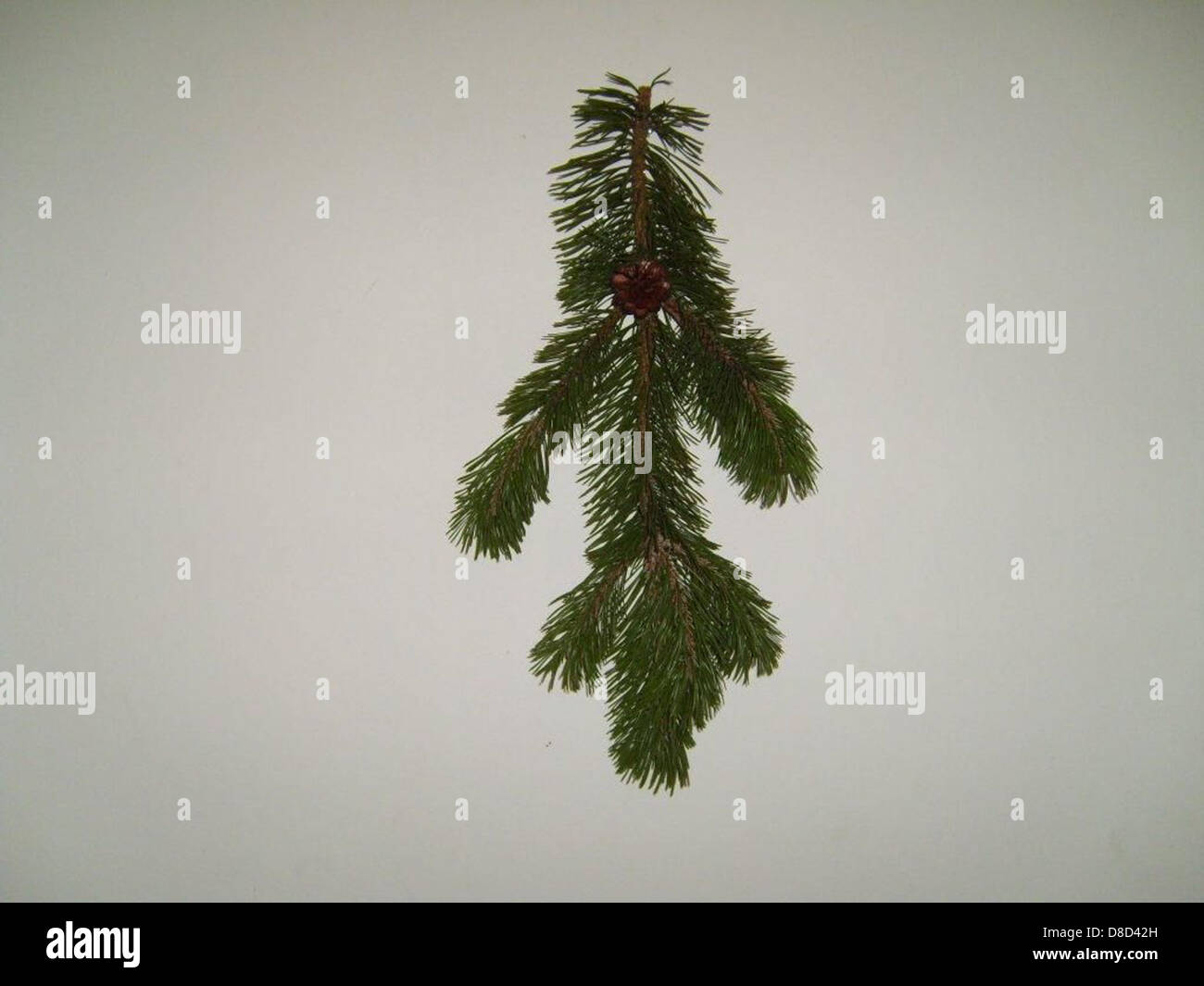 A close-up view of a pine branch, showcasing its textured needles and ...
