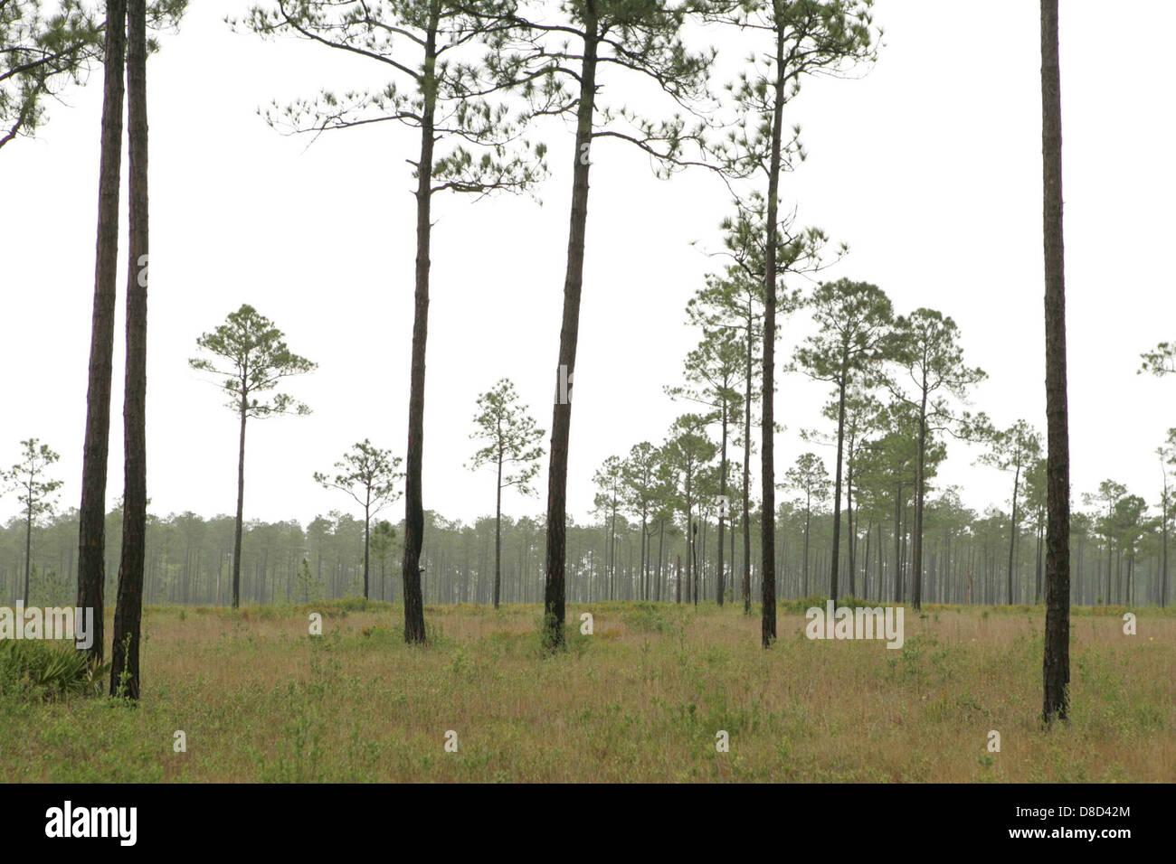 A pine savanna landscape, characterized by open, nearly treeless land ...