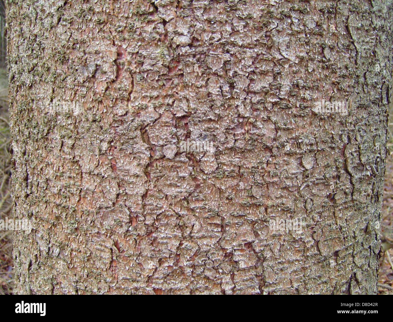 This image features the bark of a pine tree, showcasing its rough and ...