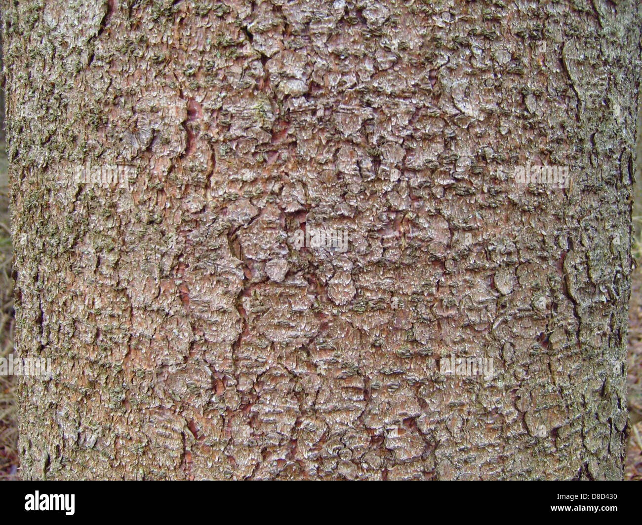 The close-up texture of pine tree bark is displayed, showcasing the ...