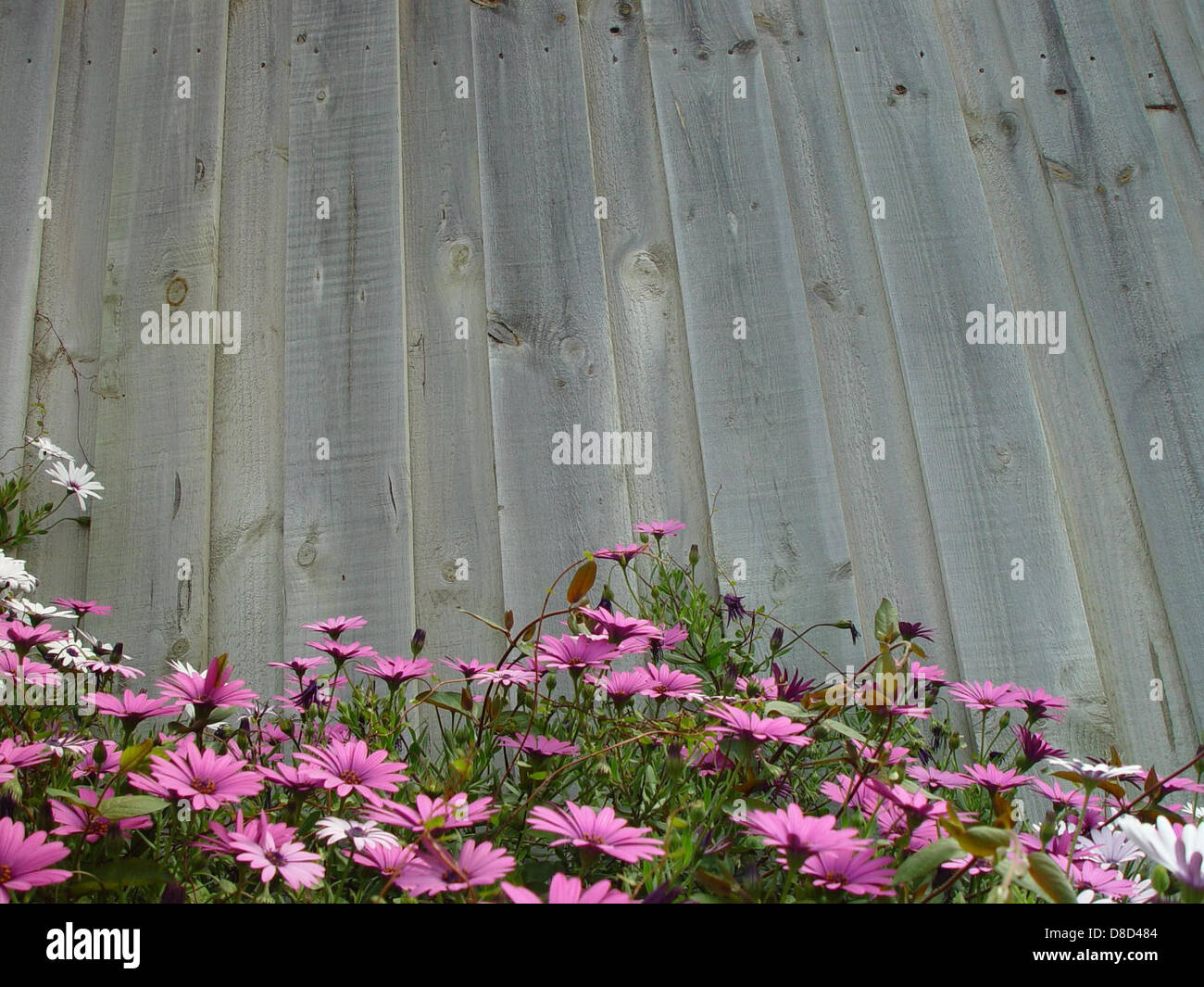 This image shows pink flowers blooming near a grey fence. The soft pink ...