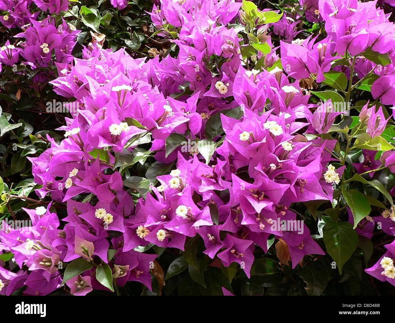 Pink flowers bloom in clusters on a bush, surrounded by green foliage ...