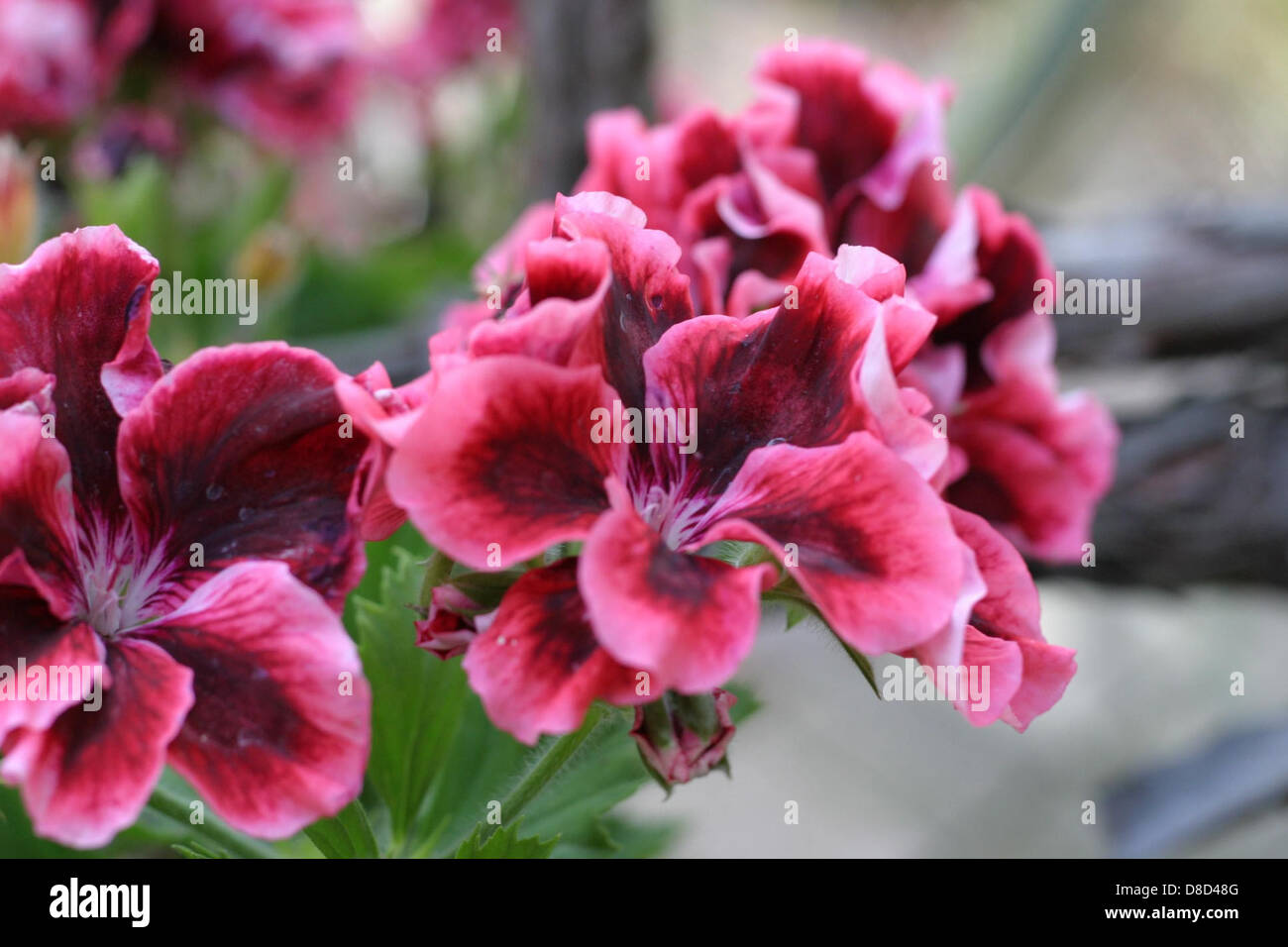 Delicate arrangement of intricate floral patterns hi-res stock ...